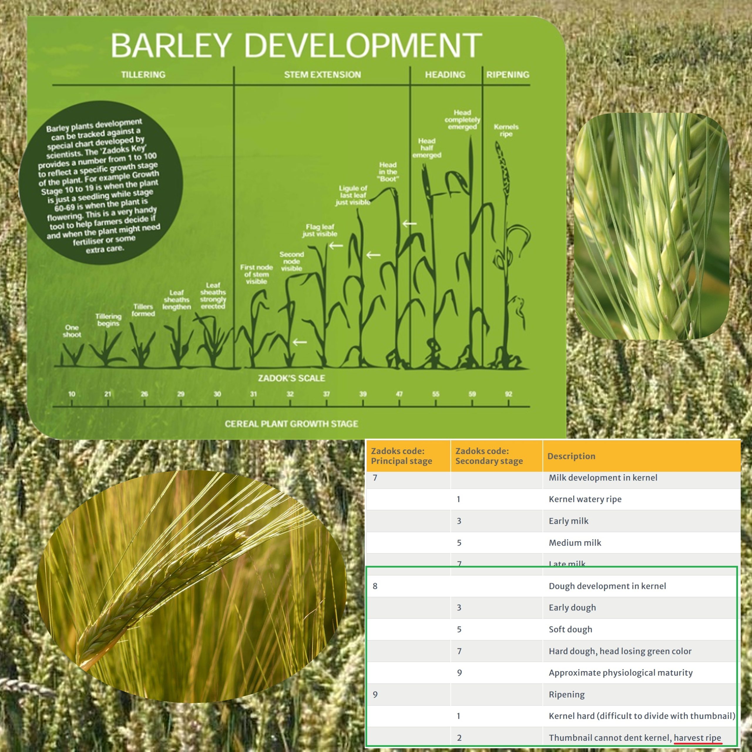 Jubilant and Blessed New Year to Everyone - Dove Free Spirit